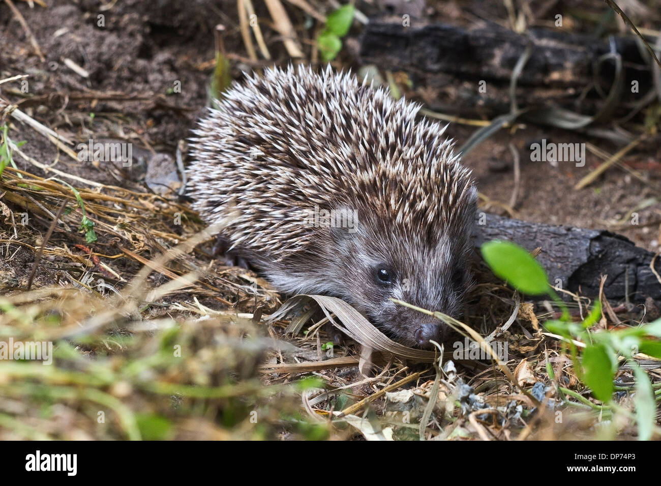 The European hedgehog (Erinaceus europaeus Stock Photo - Alamy