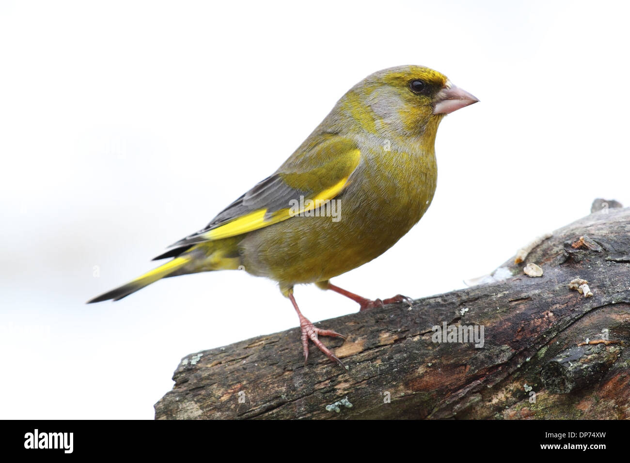 The European Greenfinch, or just Greenfinch (Carduelis chloris Stock ...