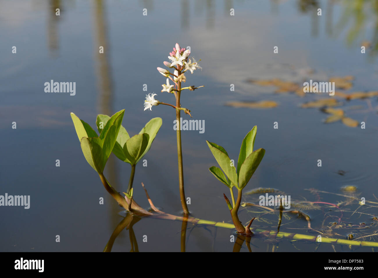 Bogbean (Menyanthes trifoliata) flowering, growing in pond, Oxfordshire ...