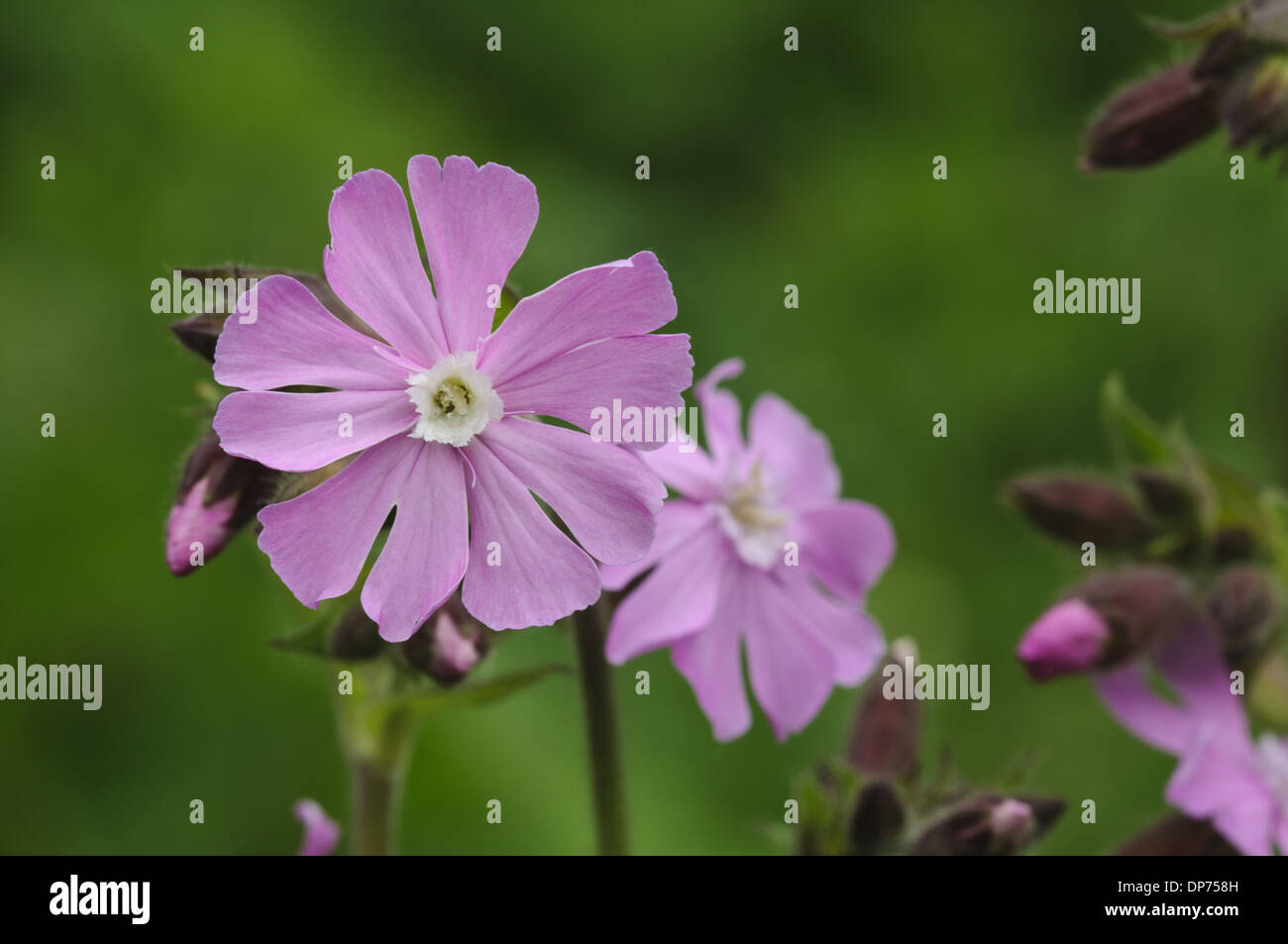 Red Campion (Silene dioica) close-up of flowers, Rye Meads RSPB Reserve ...