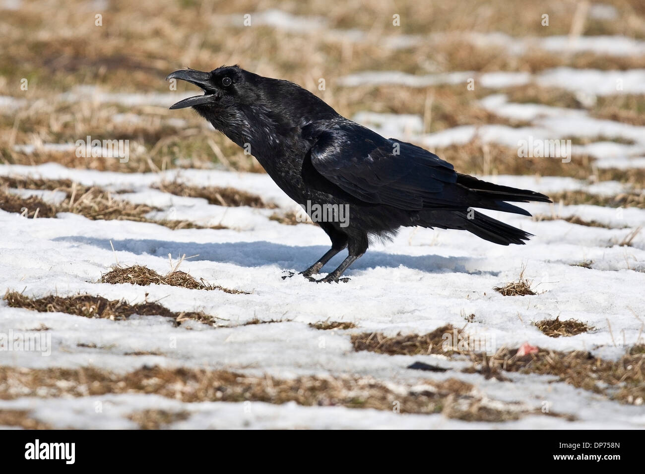 The Common Raven (Corvus corax Stock Photo - Alamy
