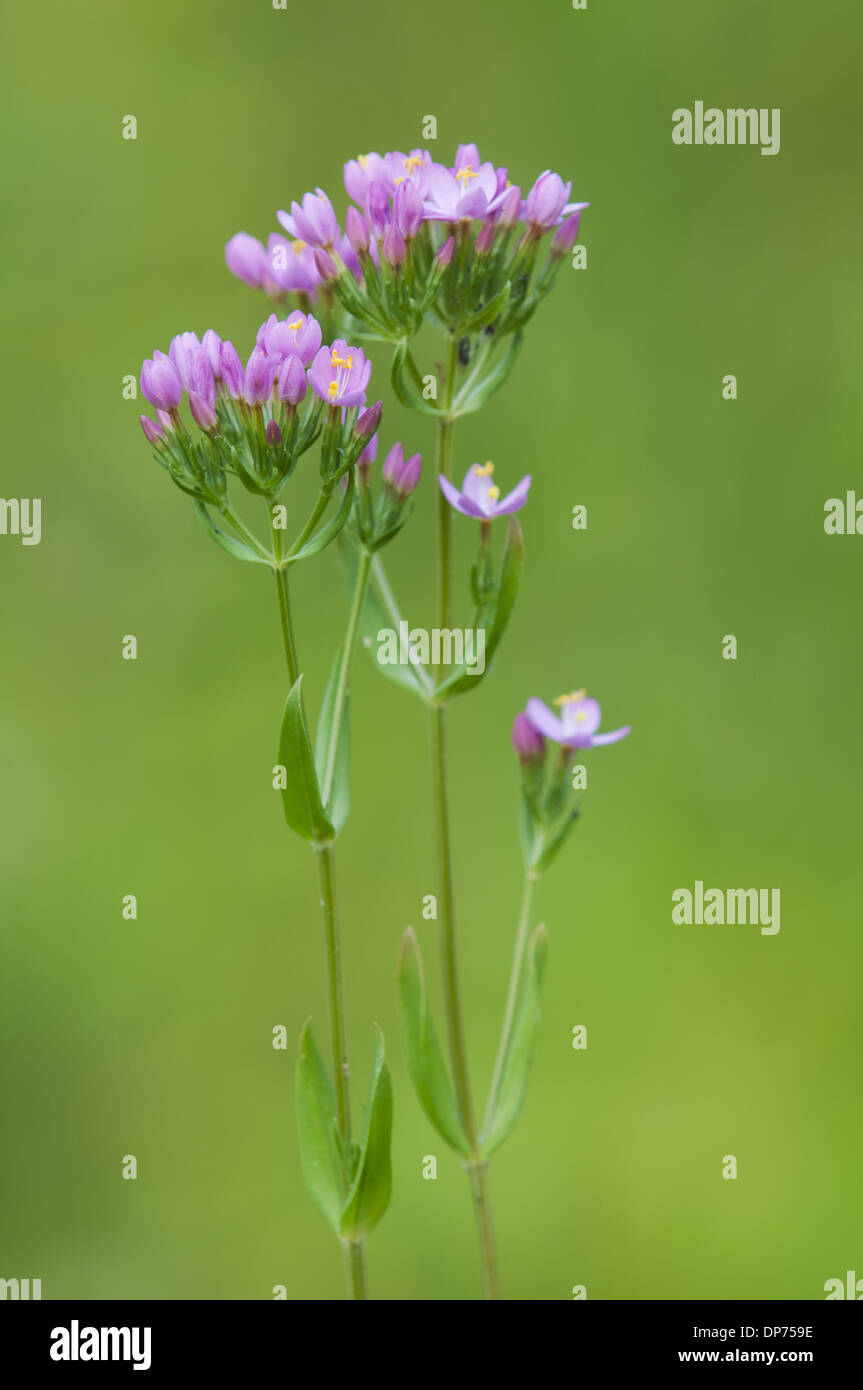 Common Centaury (Centaurium erythraea) flowering, Kent, England, July ...