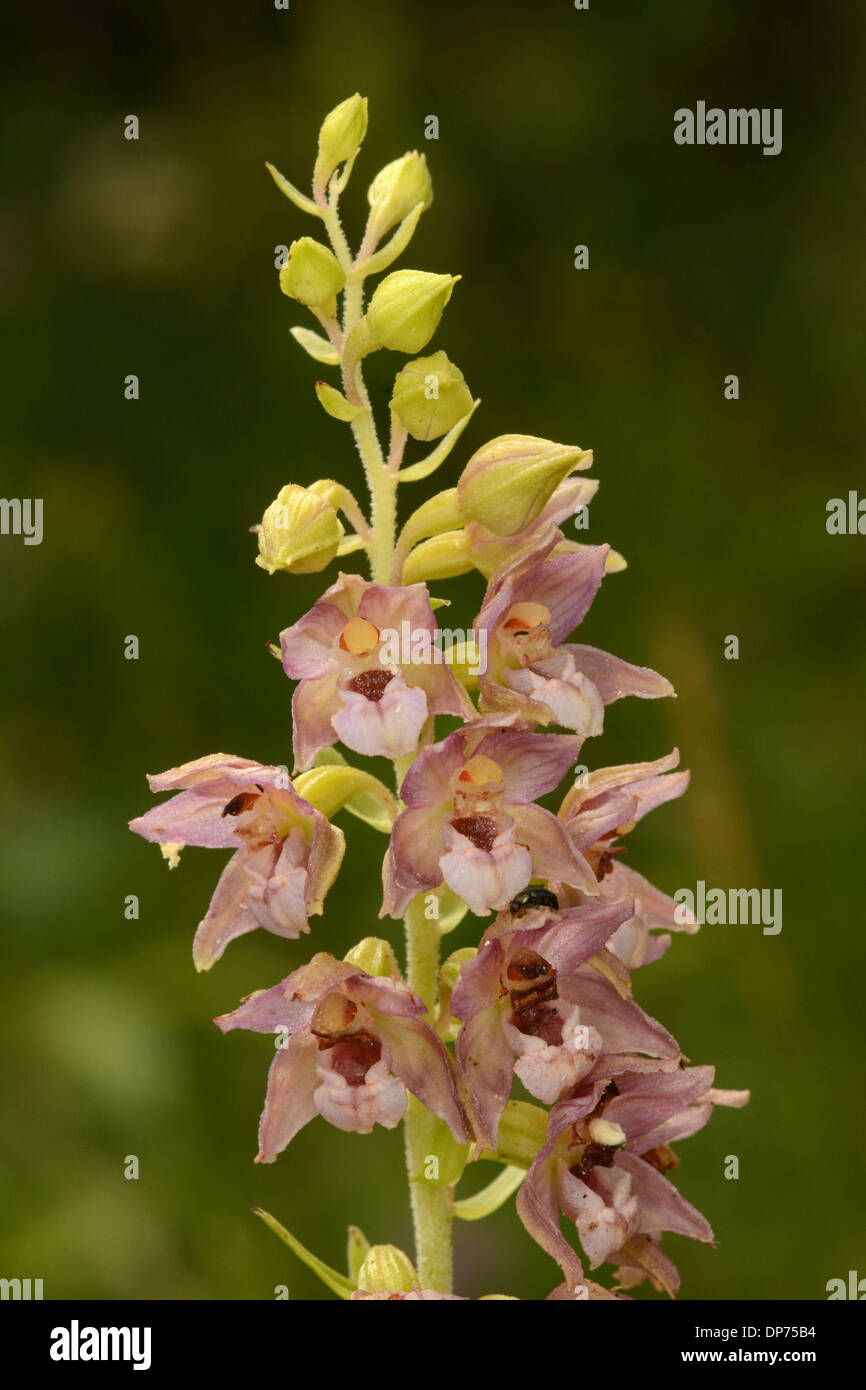 Broad-leaved Helleborine (Epipactis helleborine) close-up of ...