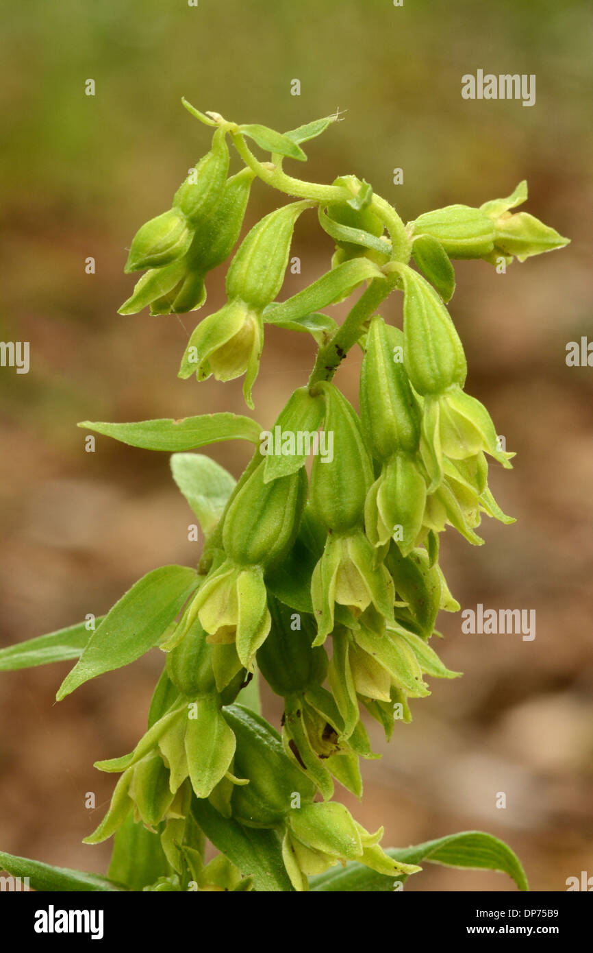Green flowered helleborine hi-res stock photography and images - Alamy