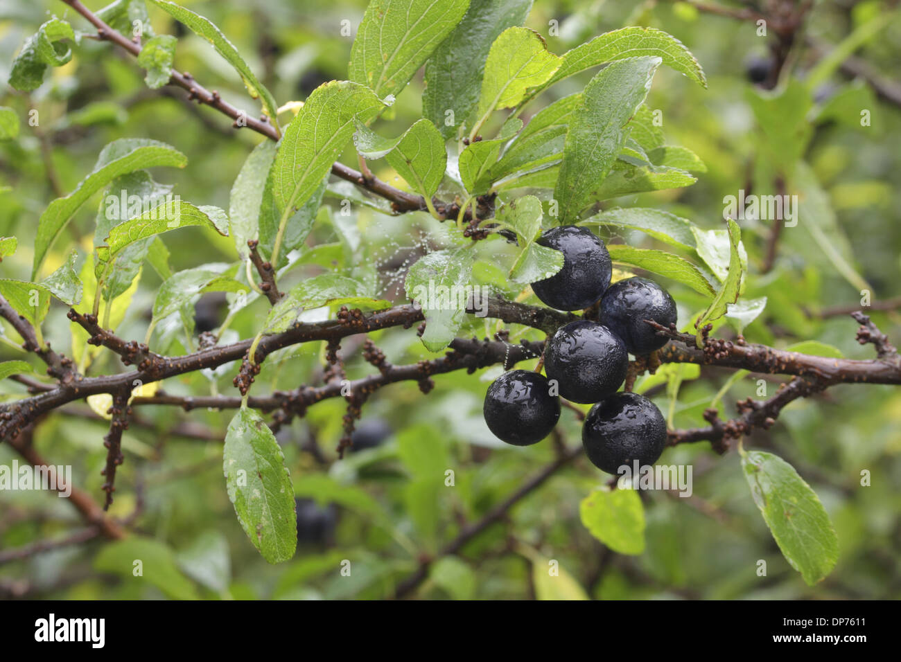 Blackthorn (Prunus spinosa) close-up of leaves and berries, growing in ...