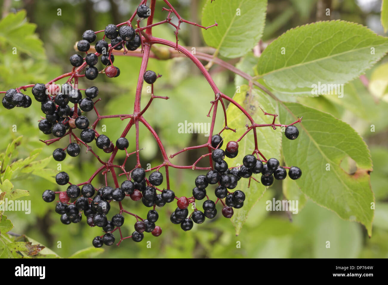 English elder tree hi-res stock photography and images - Alamy