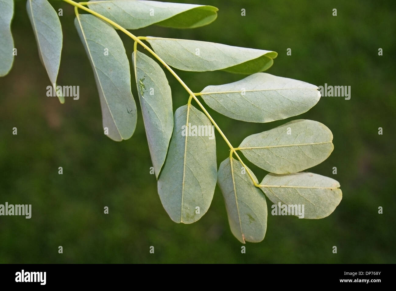 False Acacia (Robinia pseudoacacia) introduced species close-up of ...
