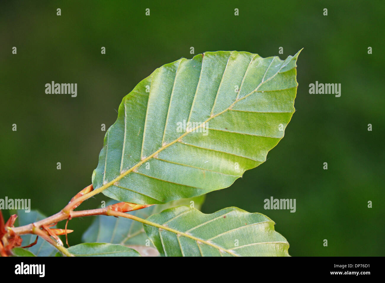 Common Beech (Fagus sylvatica) close-up of leaf underside, growing in ...