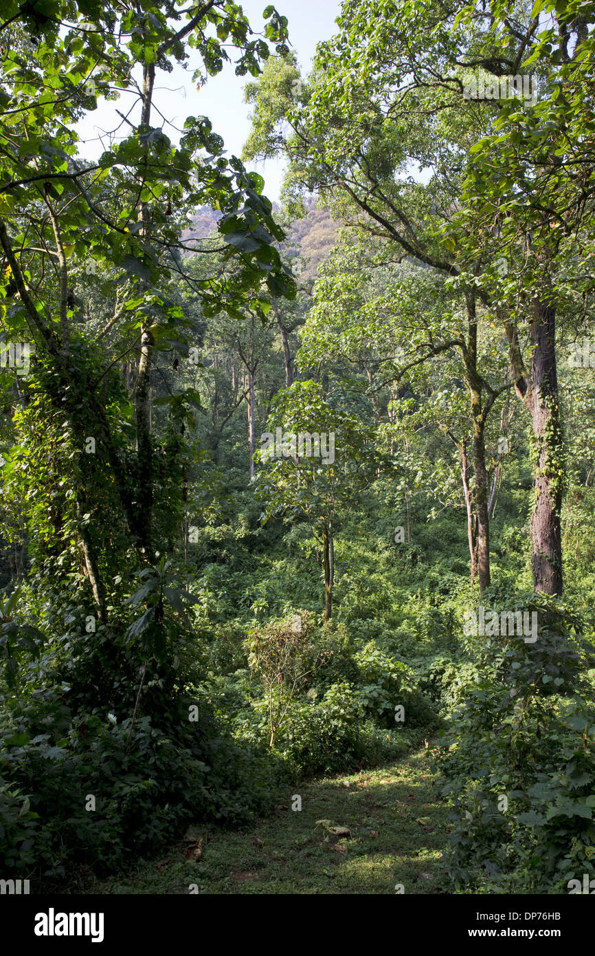 Albertine rift montane forest hi-res stock photography and images - Alamy