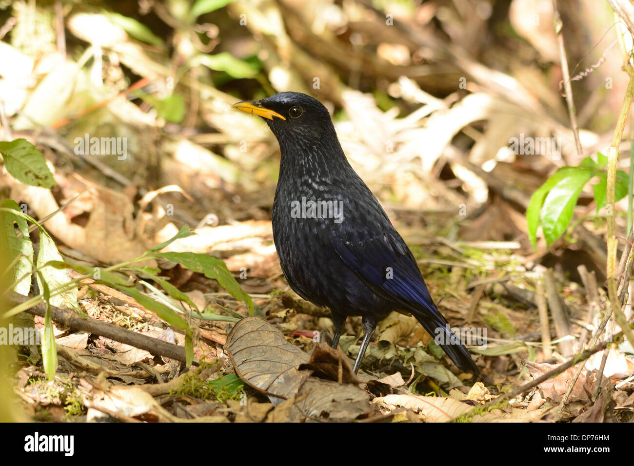 The blue whistling thrush hi-res stock photography and images - Alamy