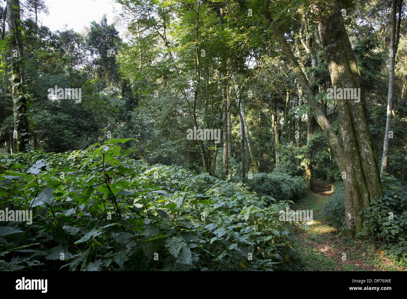 Tropical montane cloud forests hi-res stock photography and images - Alamy