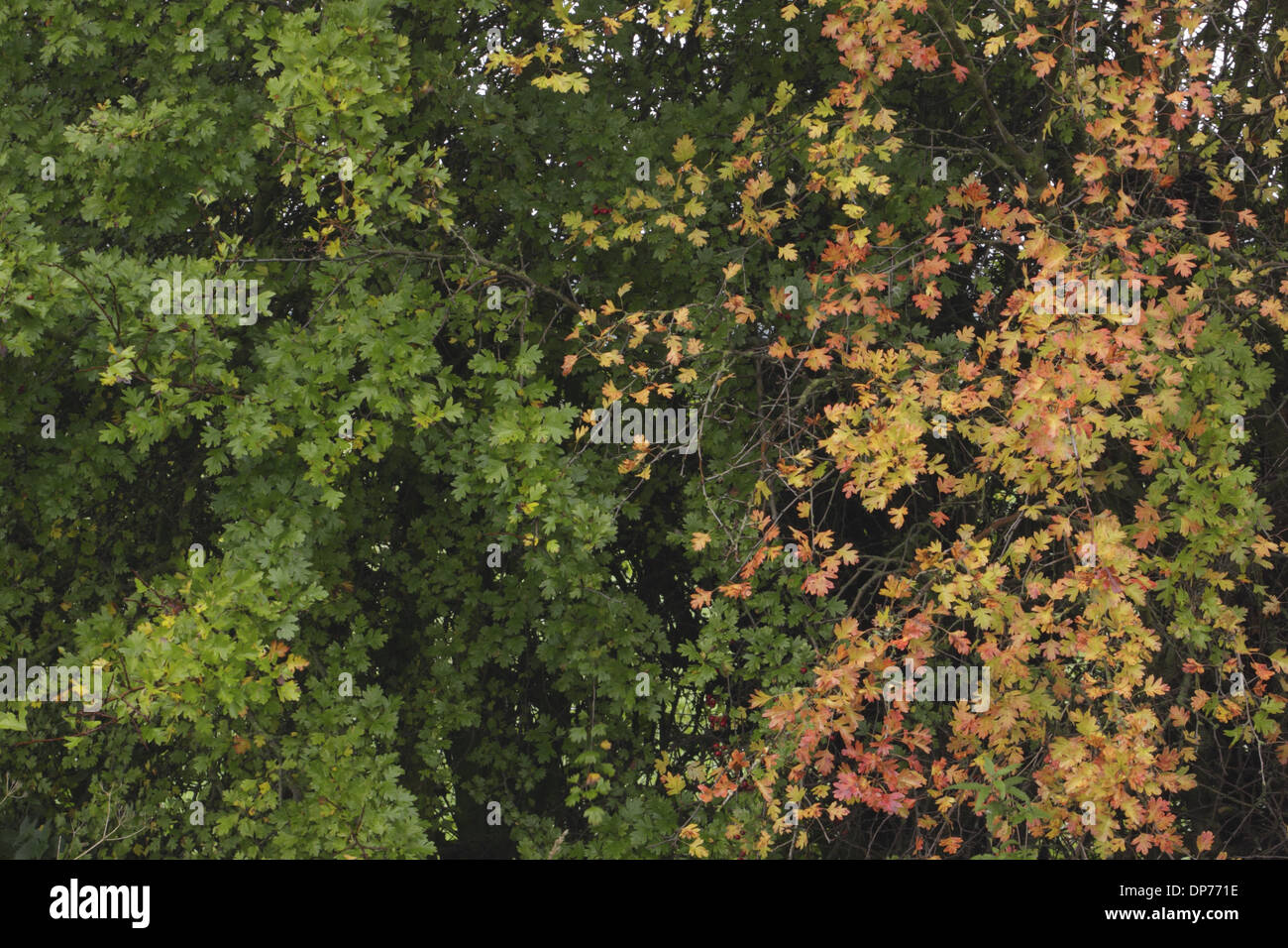 Common Hawthorn (Crataegus monogyna) leaves in partial autumn colour ...