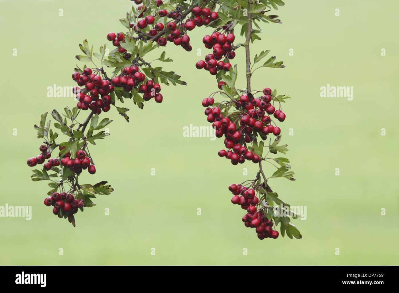 Yorkshire hawthorns hi-res stock photography and images - Alamy