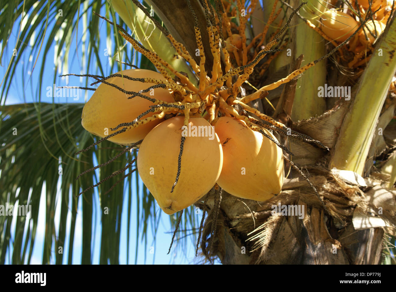 Coconut palm cocos nucifera close up hi-res stock photography and ...