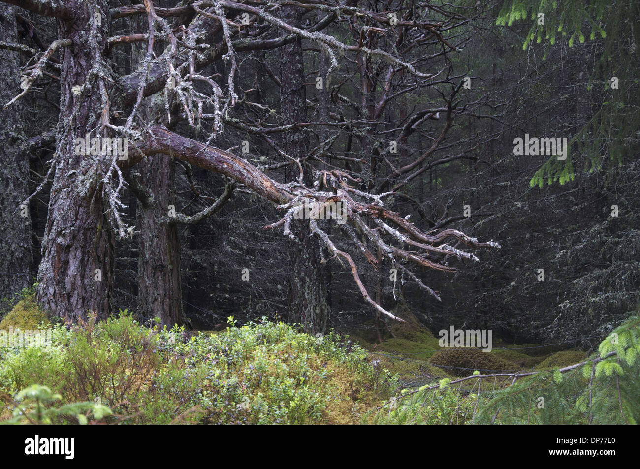 Scots Pine (Pinus sylvestris) dead tree in ancient coniferous forest ...