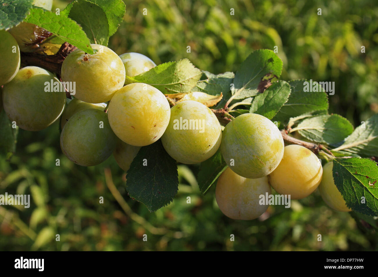 Greengage (Prunus domestica ssp. italica) close-up of fruit, growing in ...
