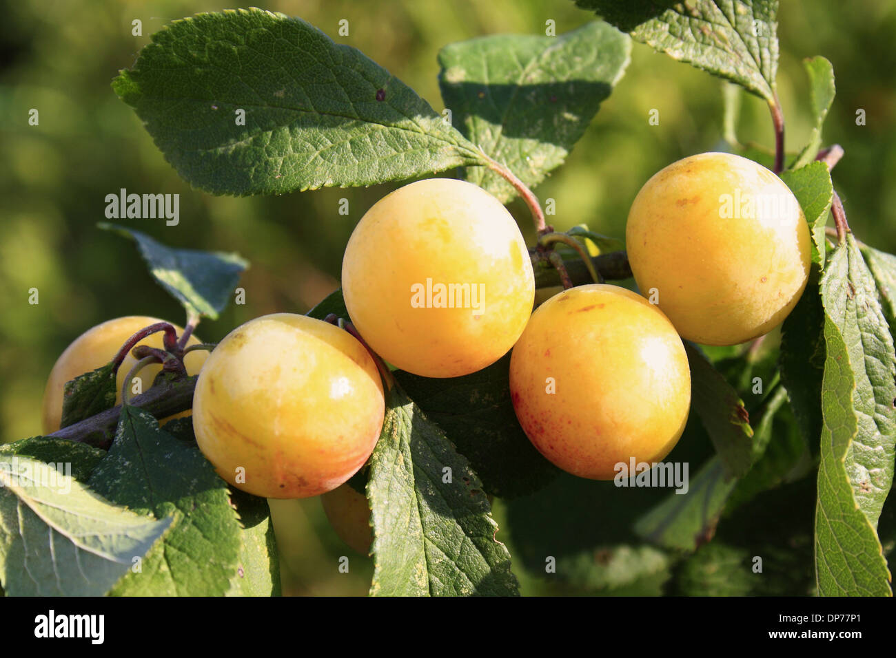 Greengage tree hi-res stock photography and images - Alamy