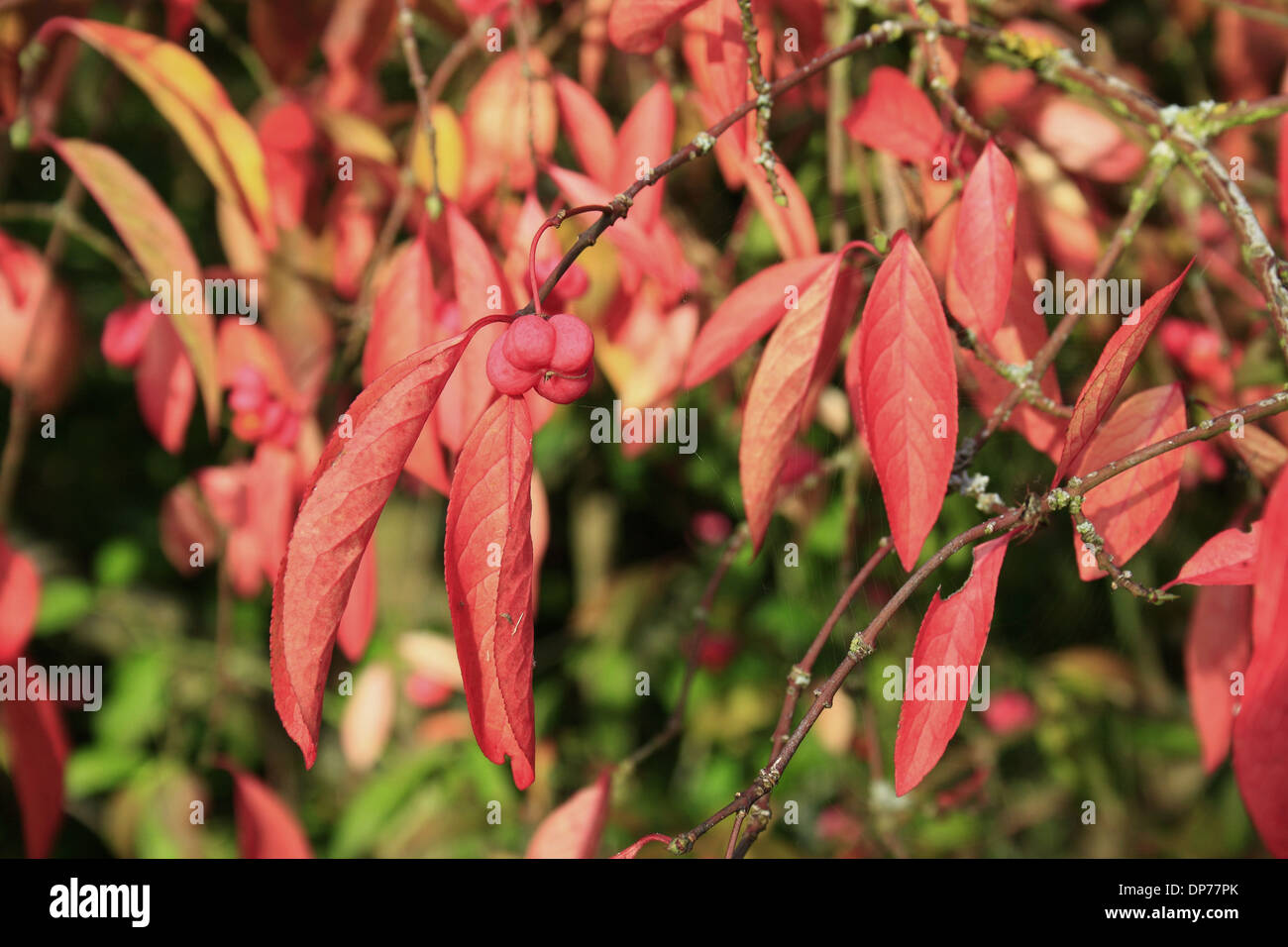 Common spindle leaves hi-res stock photography and images - Alamy