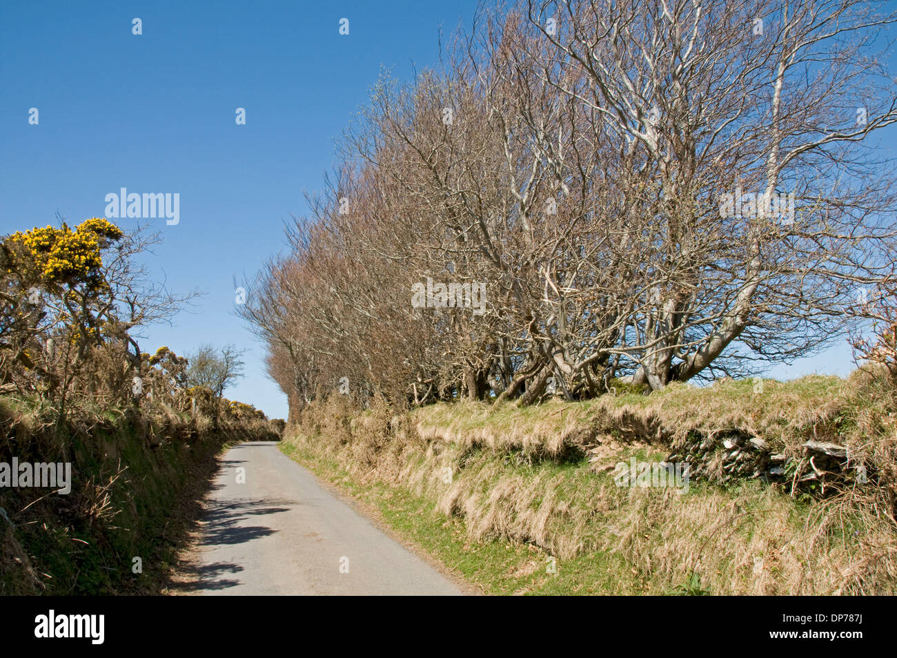 Devon bank and lane hi-res stock photography and images - Alamy