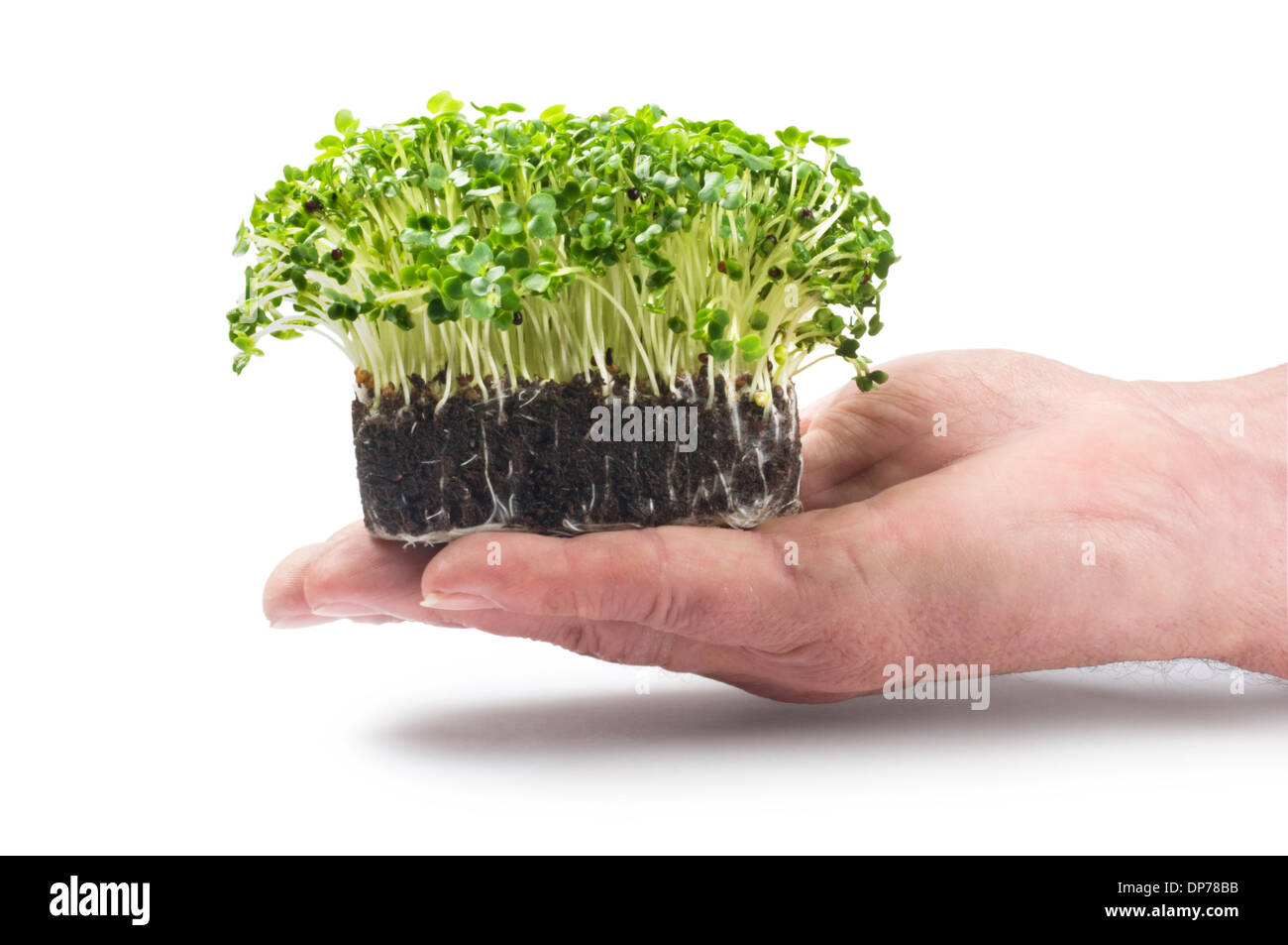 Mustard cress hi-res stock photography and images - Alamy