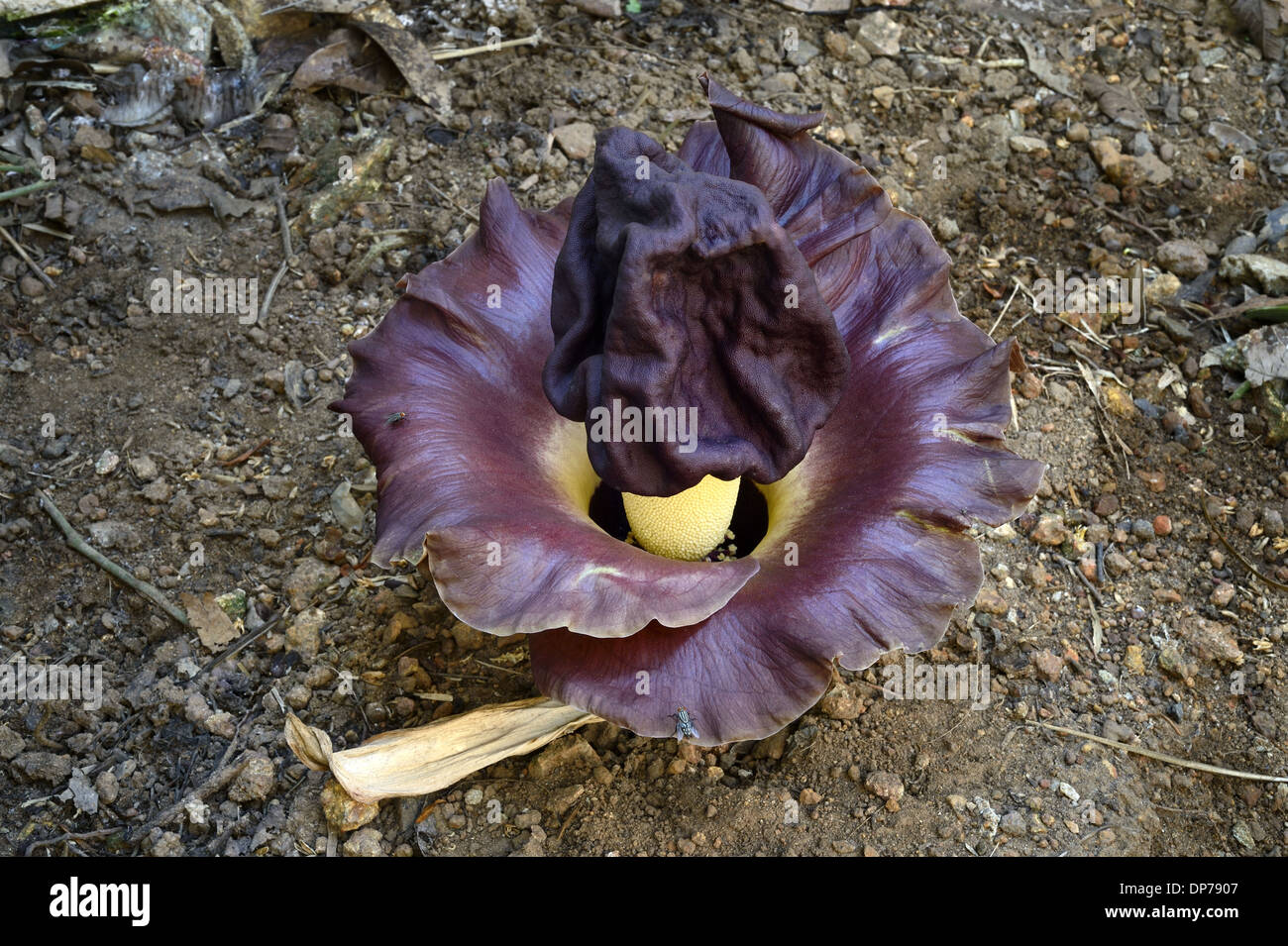 Amorphophallus Campanulatus