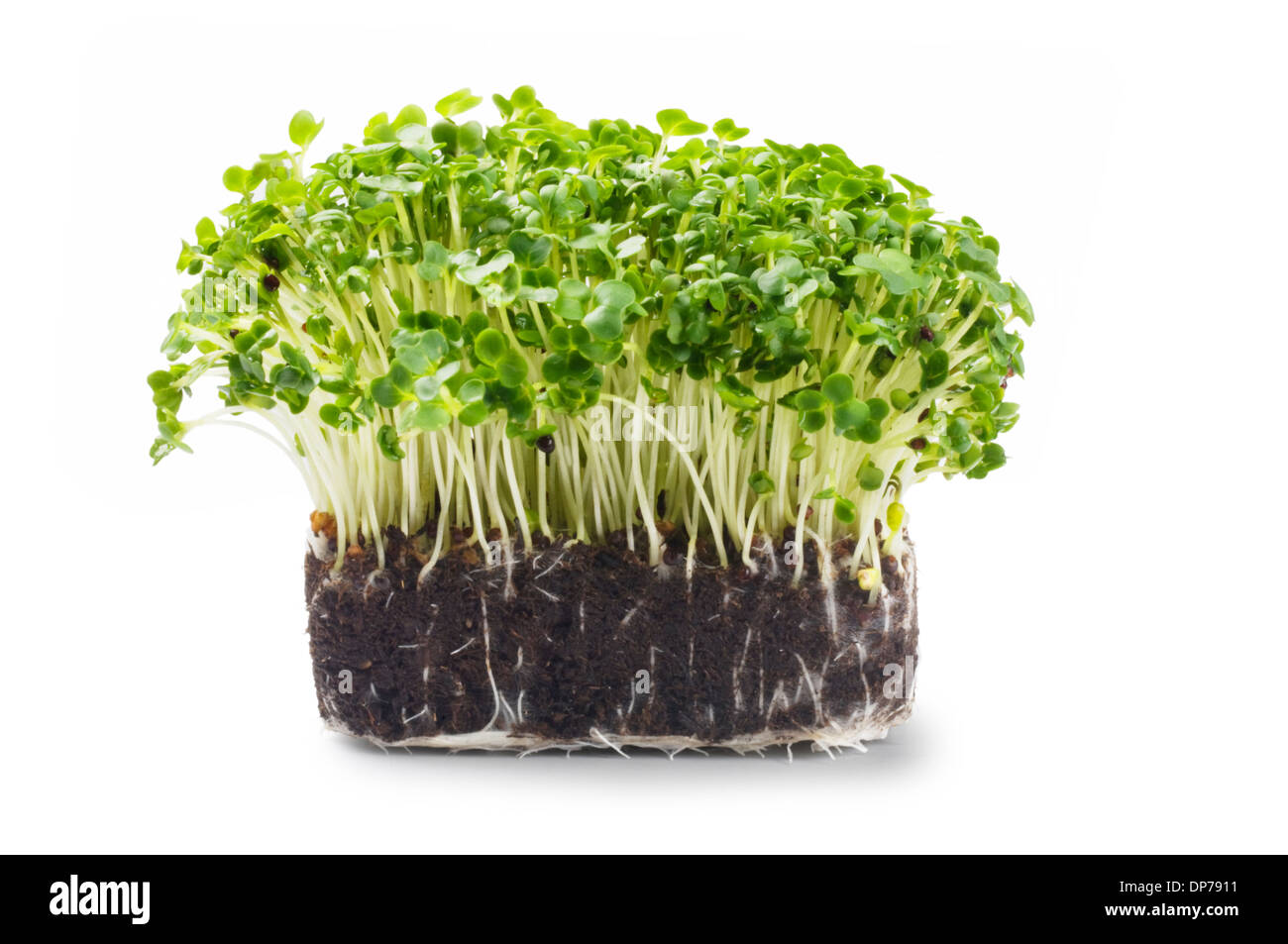 Cress germination Cut Out Stock Images & Pictures - Alamy