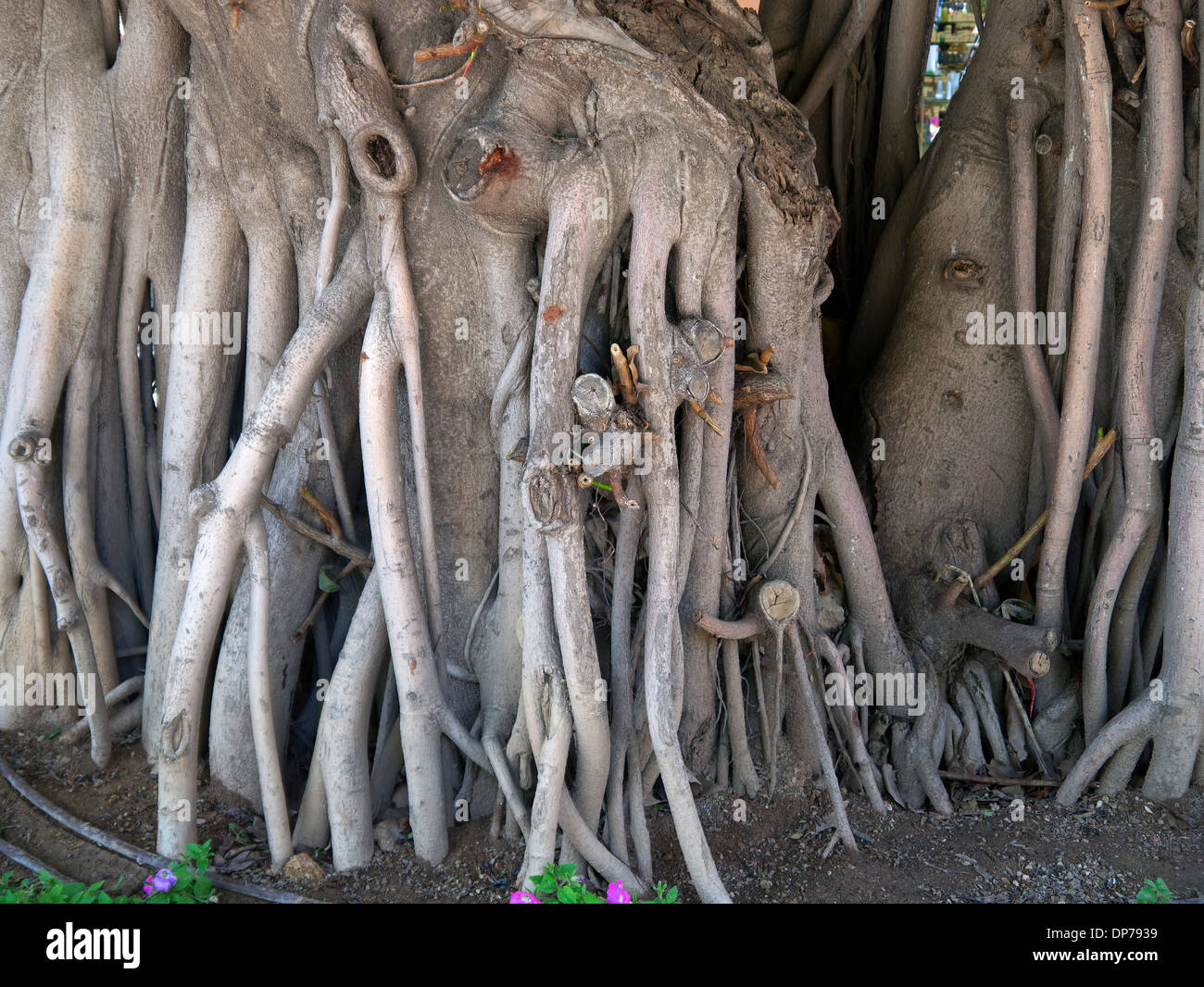 Gnarled old olive tree trunk known as the Cort Olive Stock Photo - Alamy