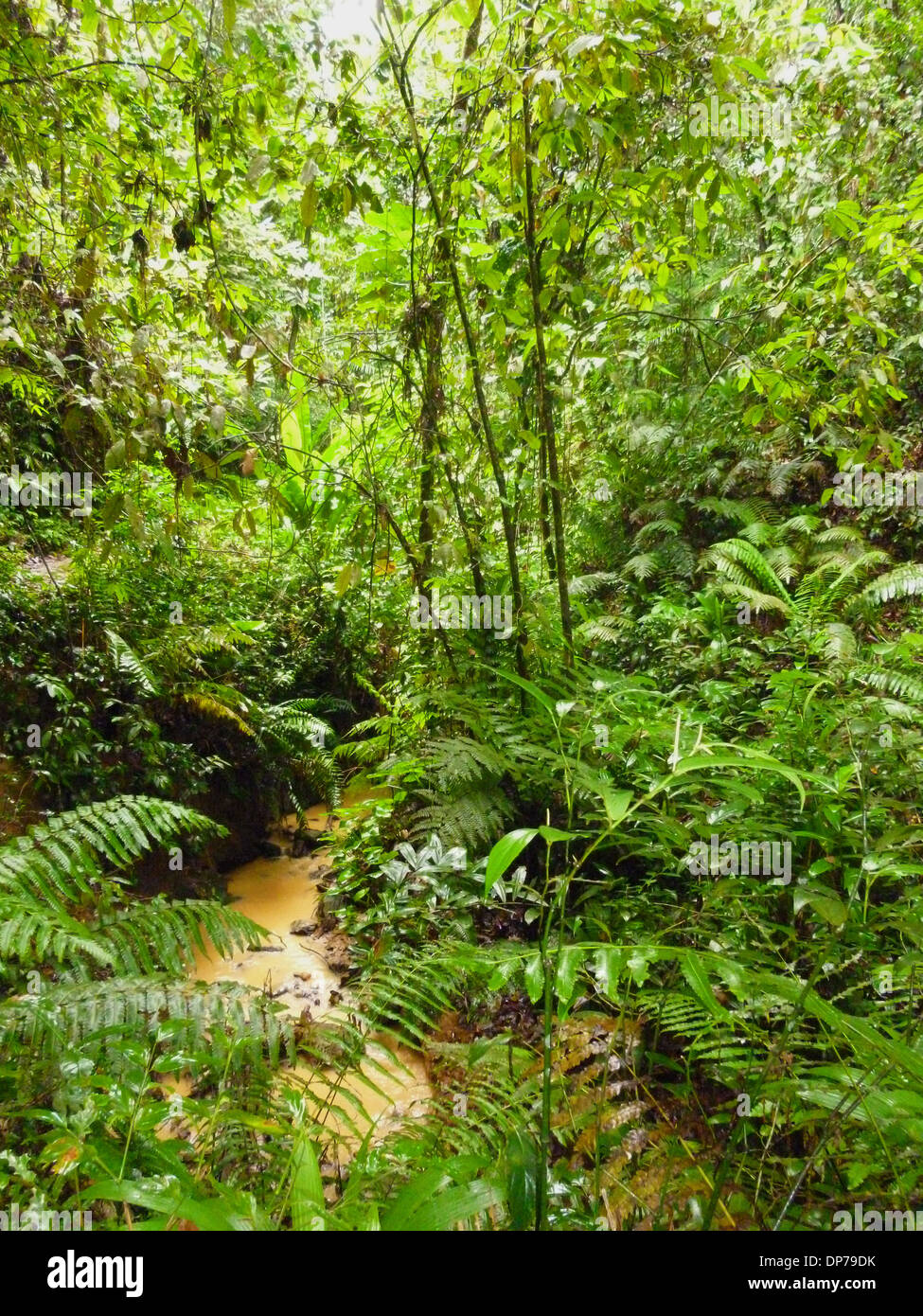 Dense rainforest habitats hi-res stock photography and images - Alamy