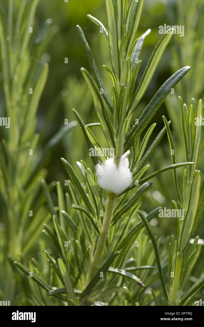 Cuckoo spit on on a rosemary bush caused by a froghopper nymph ...