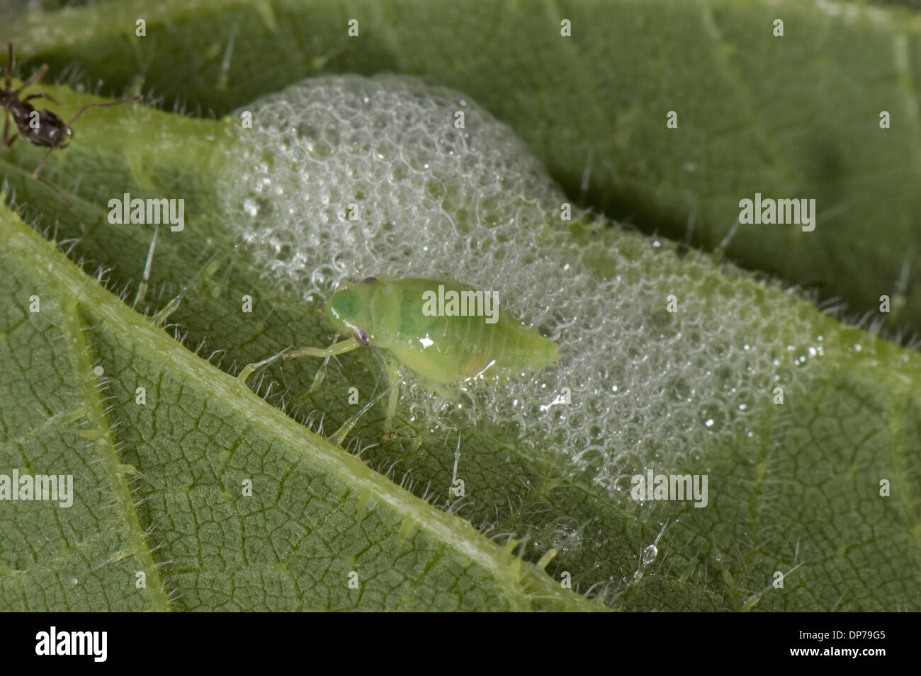 Cuckoo spit on a stinging nettle leaf with a green froghopper nymph ...