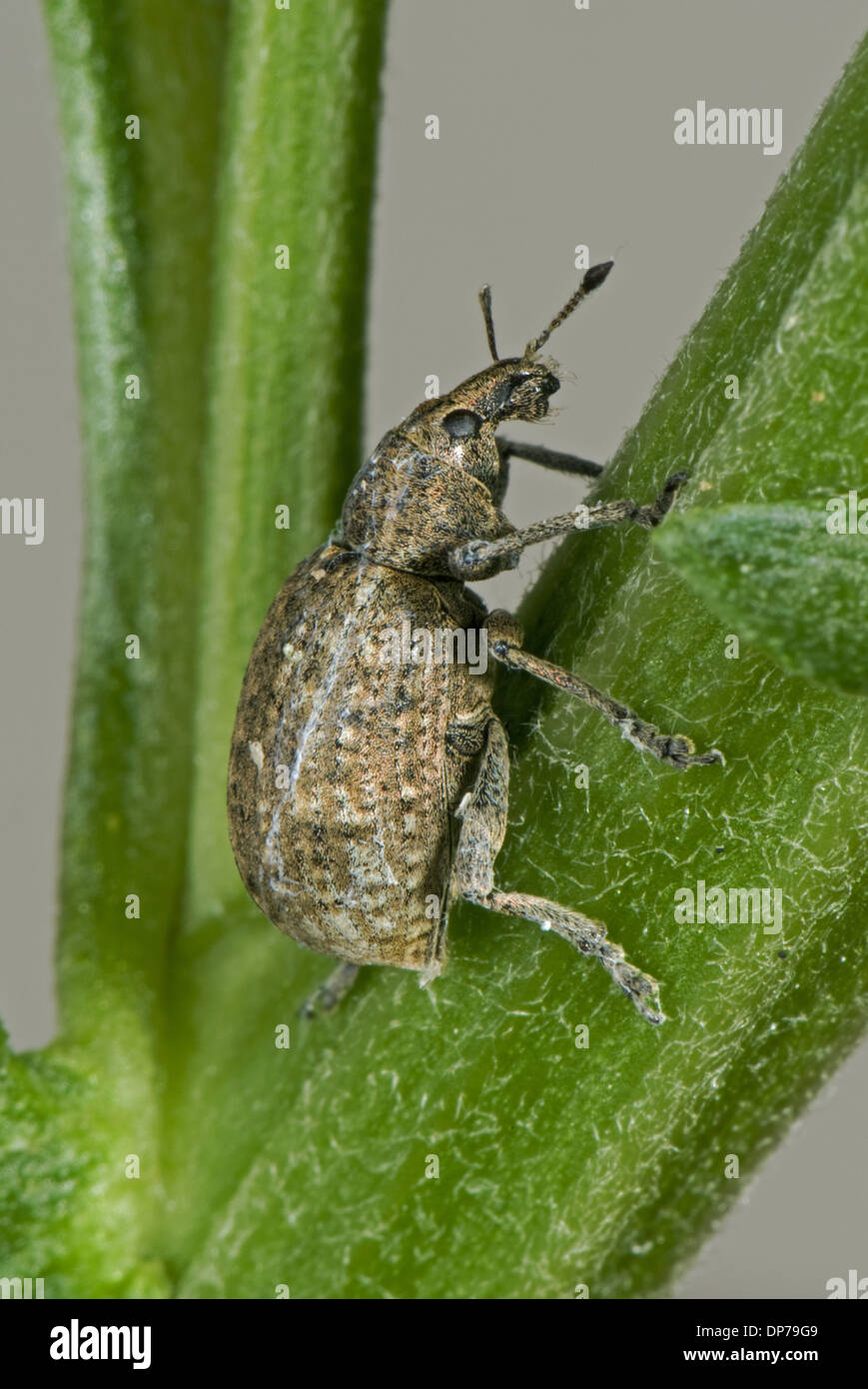 Clay-coloured weevil, Otiorhychus singularis, adult with damage antenna ...