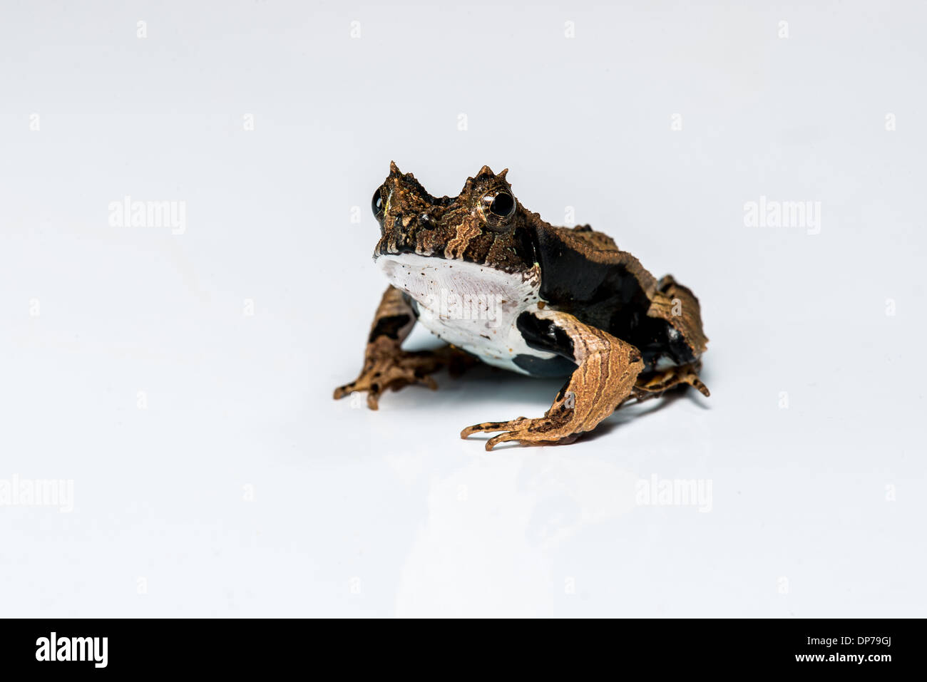 A whiteout stock photo of an Eyelash Frog (Edalorhina perezi) from the ...