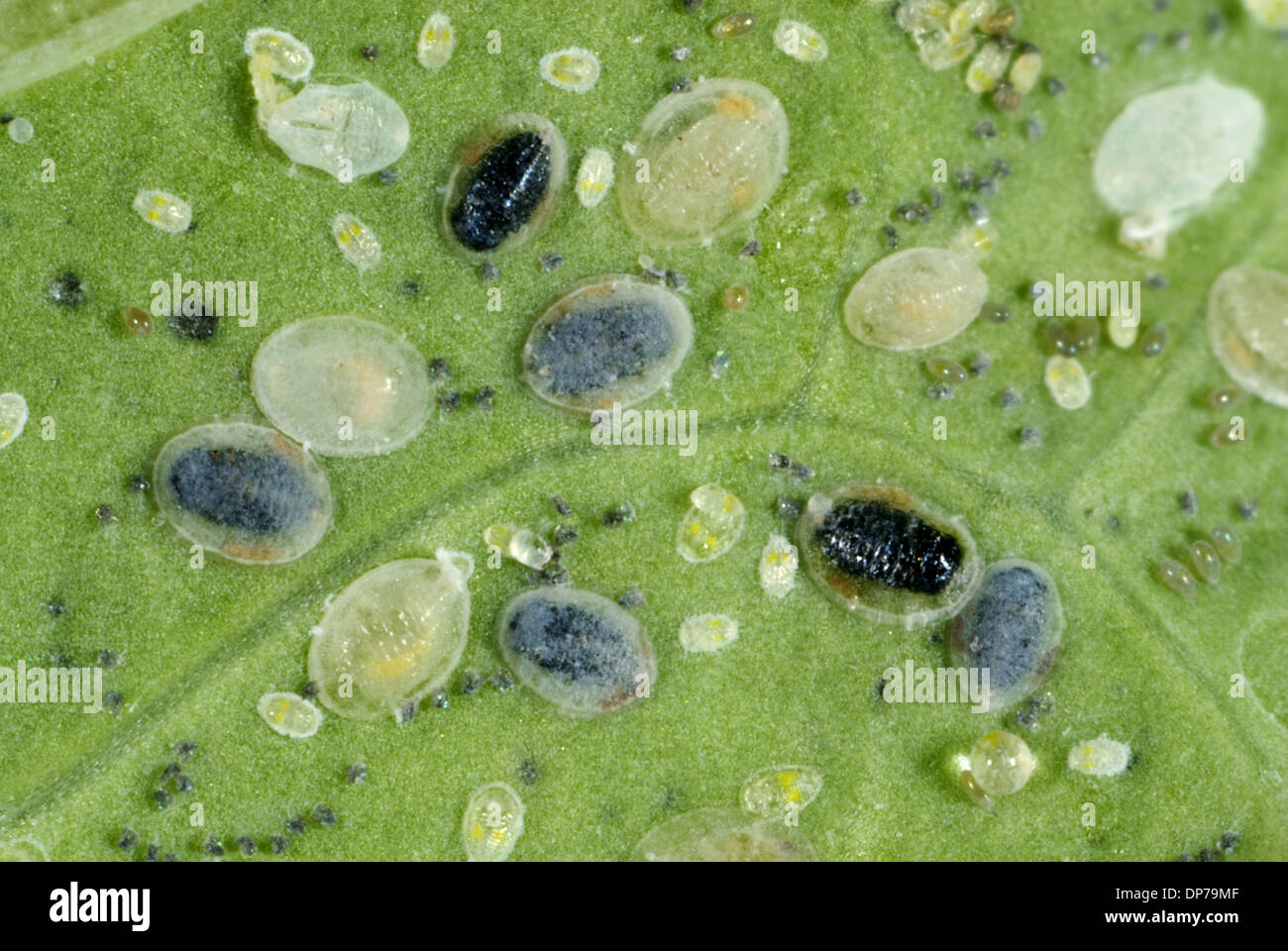 Whitefly Parasite High Resolution Stock Photography and Images - Alamy