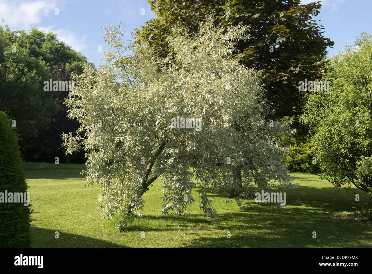 Ornamental shrub, Elaeagnus angustifolia Quicksilver in flower, in a ...