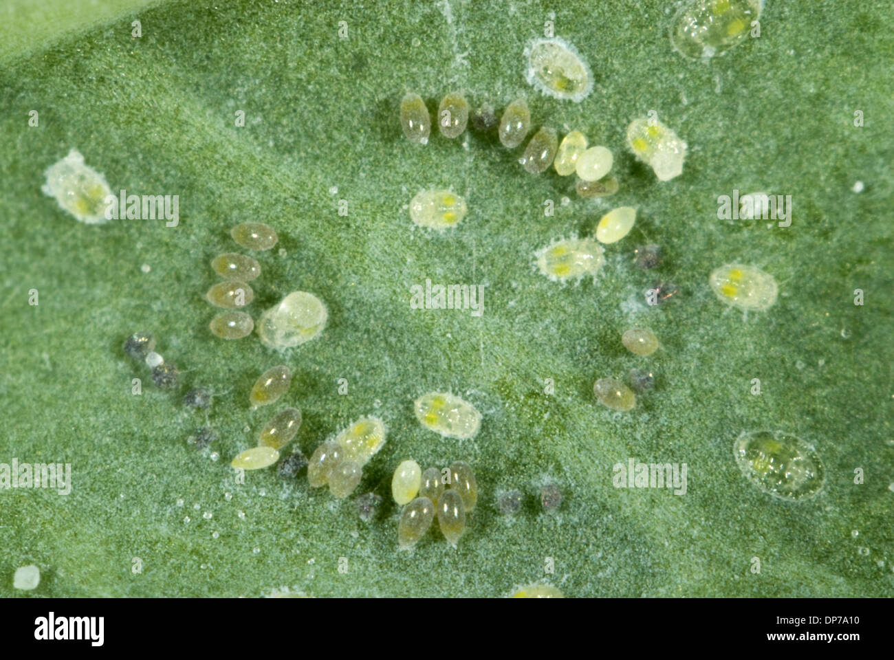 Cabbage whitefly, Aleyrodes proletella, eggs laid in a circle on a ...