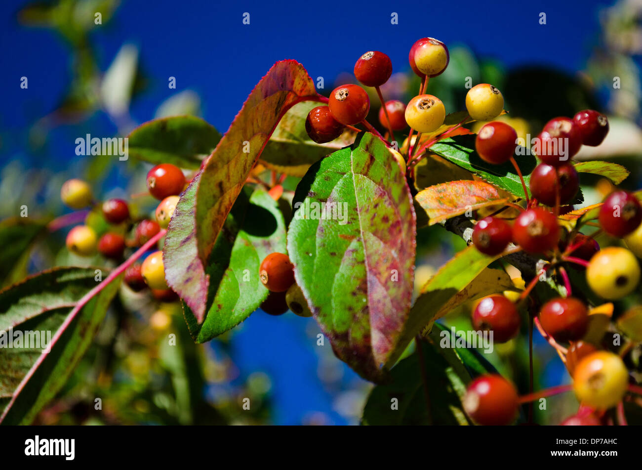 Bright red and yellow berries under a blue sky in the autumn Stock ...