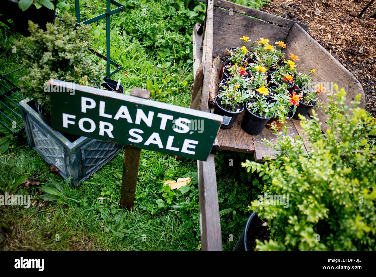 Plants for Sale Stock Photo - Alamy