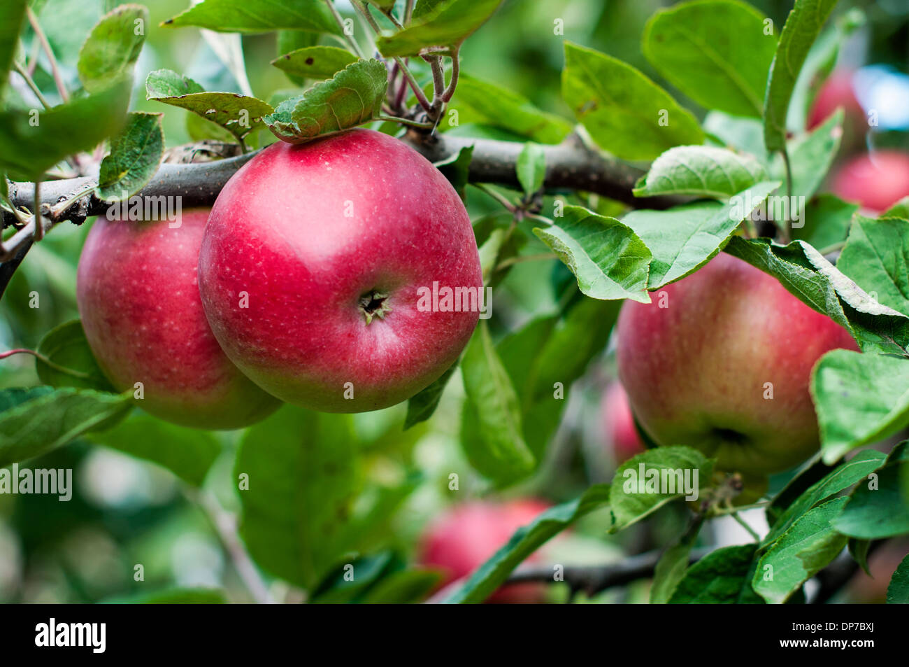 Branch of apple tree with fruits- stock image Stock Photo - Alamy