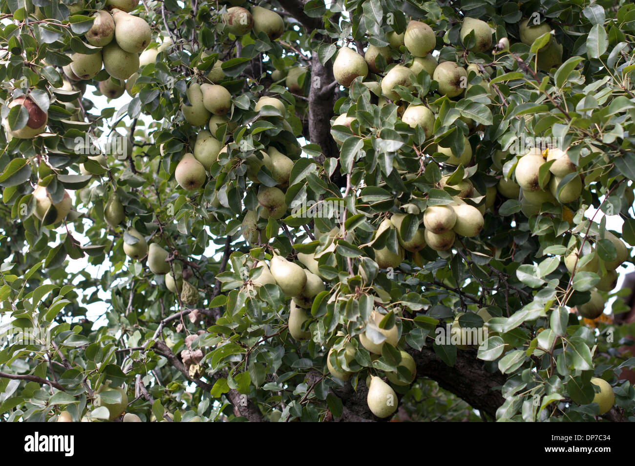 Pear tree color hi-res stock photography and images - Alamy