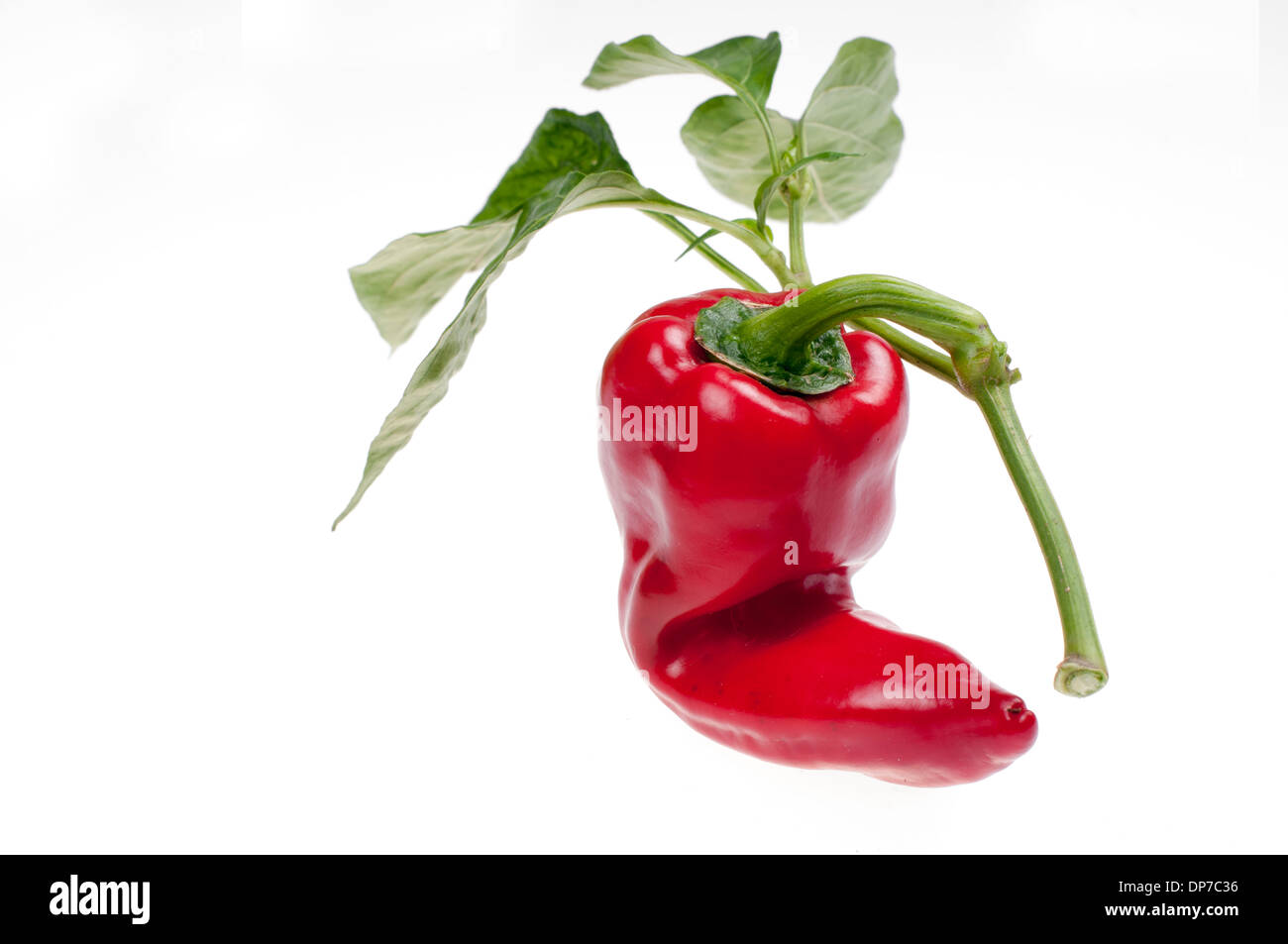 Red pepper plant hi-res stock photography and images - Alamy