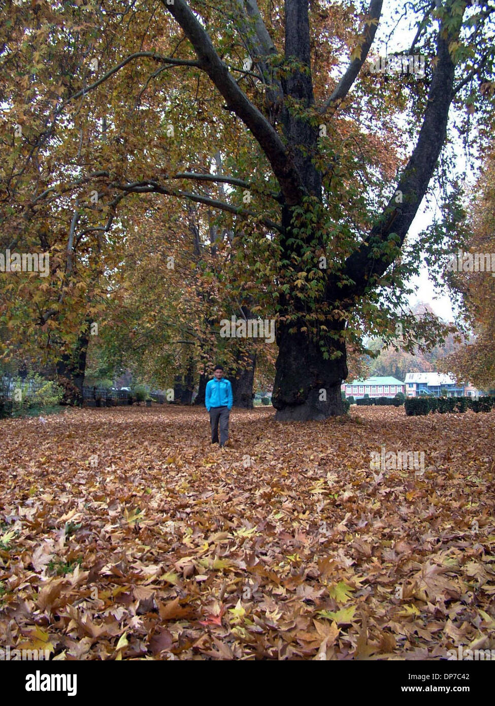 Chinar leaves hi-res stock photography and images - Alamy