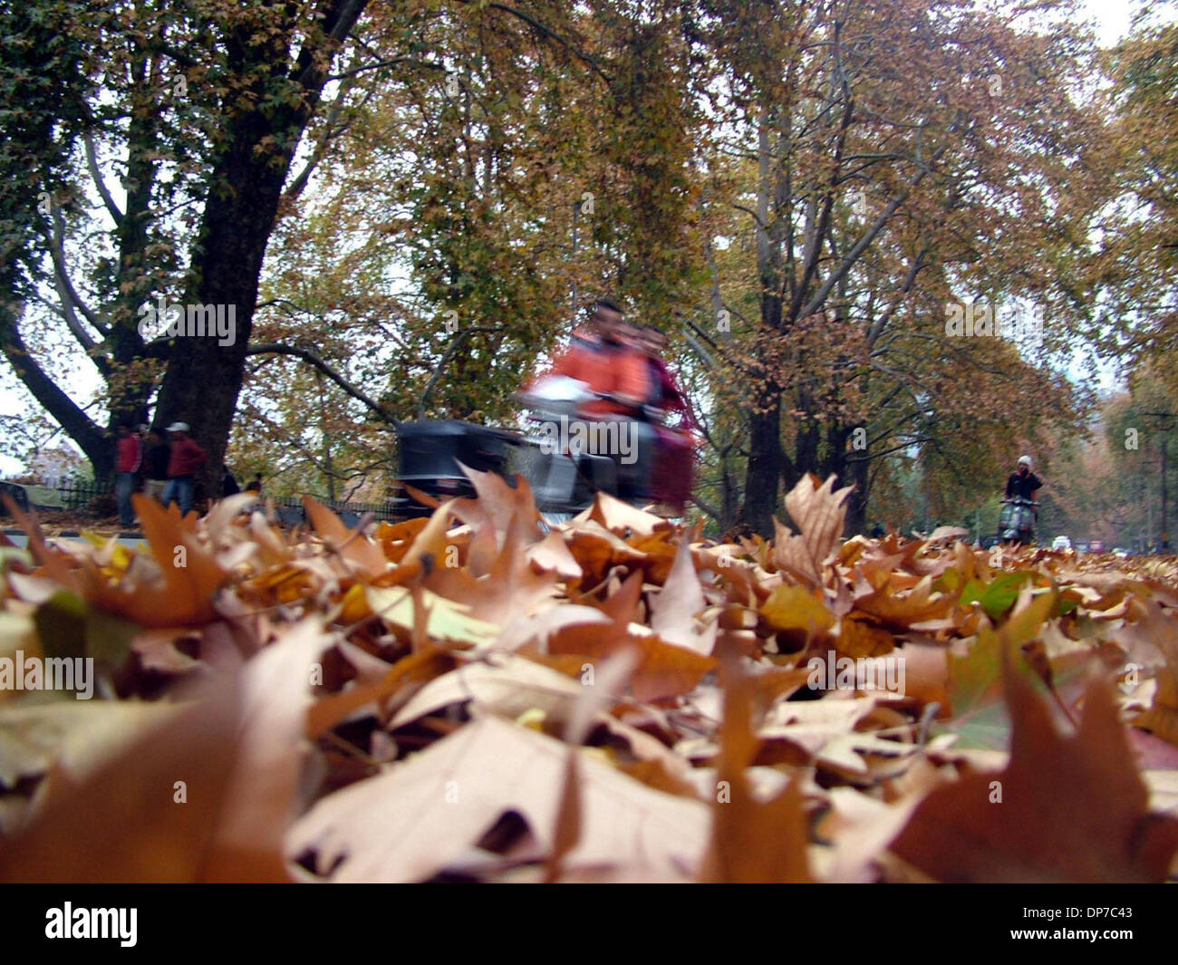 Chinar leaves hi-res stock photography and images - Alamy