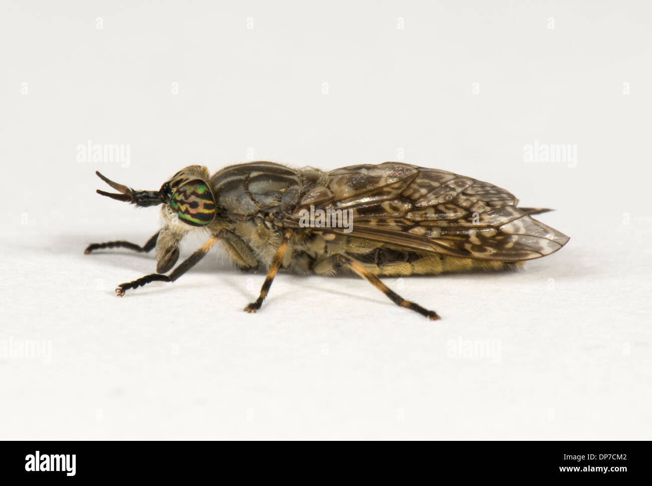Cleg-fly or horse-fly, Haematopota pluvialis, adult female biting fly ...