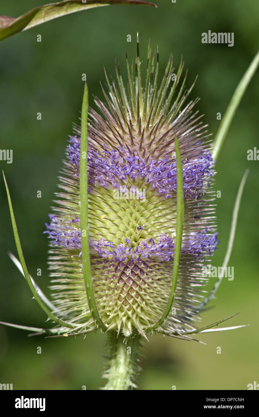 Teasel, Dipsacus fullonum, flowers Stock Photo - Alamy