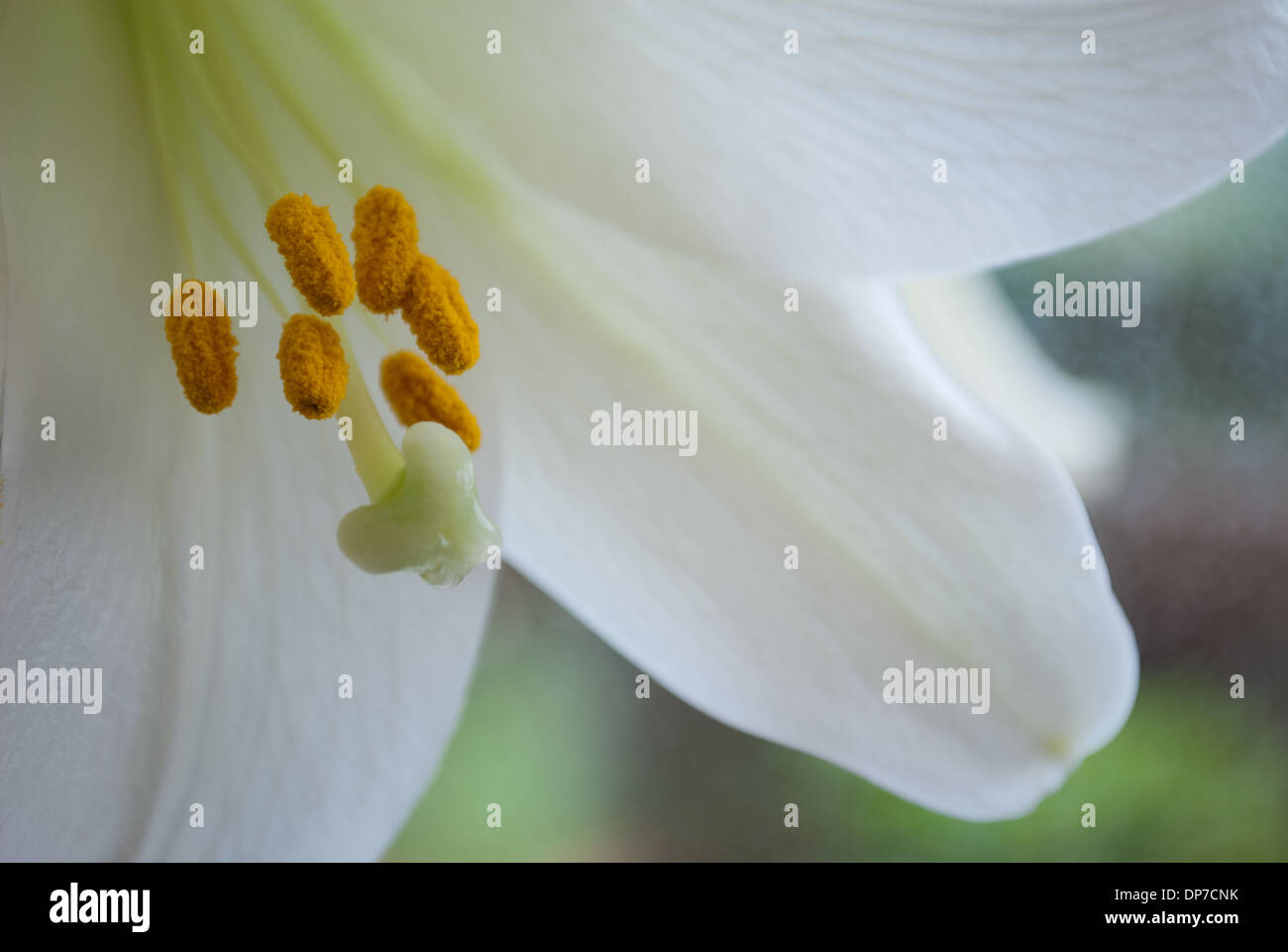 Flower lily stigma hi-res stock photography and images - Alamy