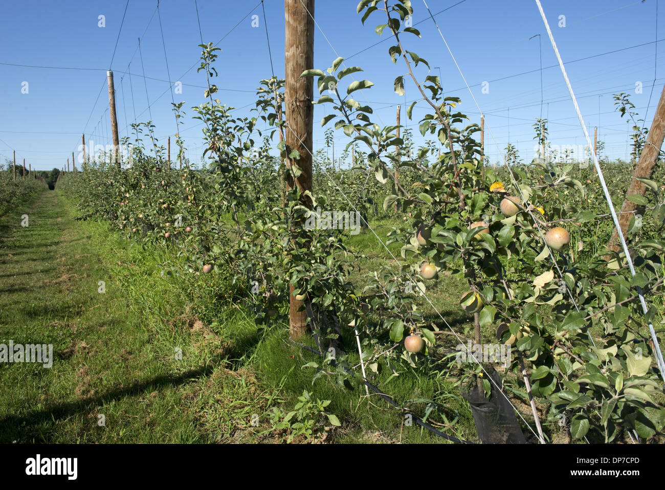 Cordon apple trees hi-res stock photography and images - Alamy