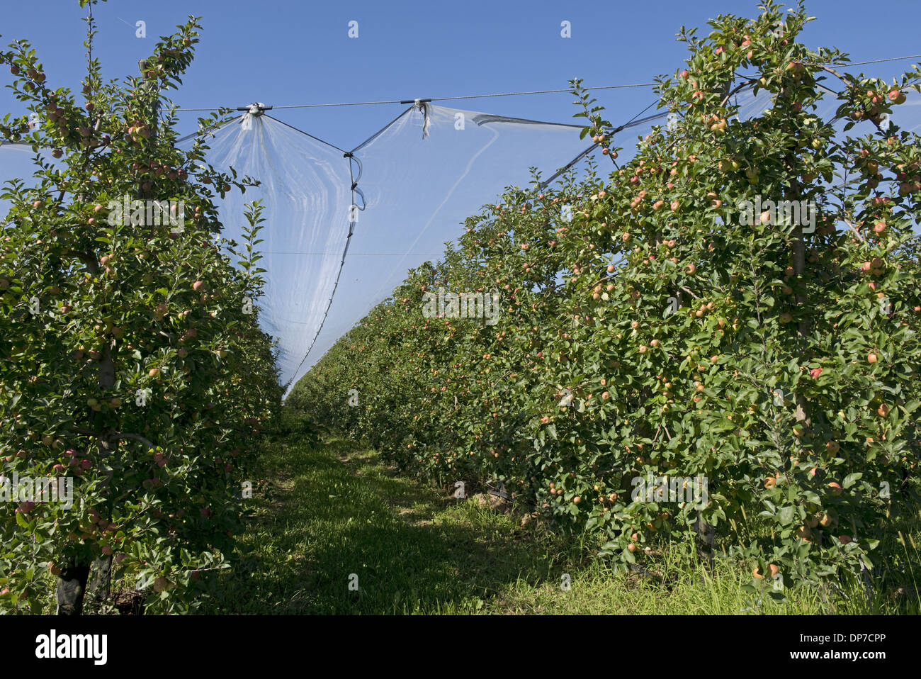 Heavily fruiting ripe cordon apples on the trees under shade netting ...