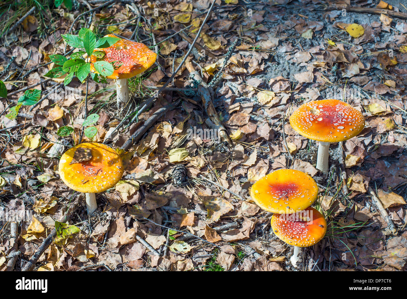 Group of toadstools in forest under sunlight, upper view Stock Photo ...
