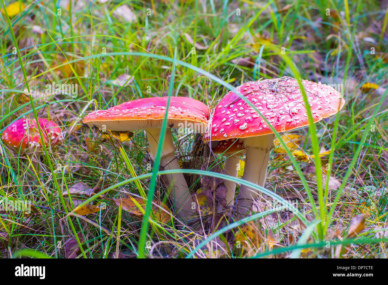 Group of red toadstools in grass Stock Photo - Alamy