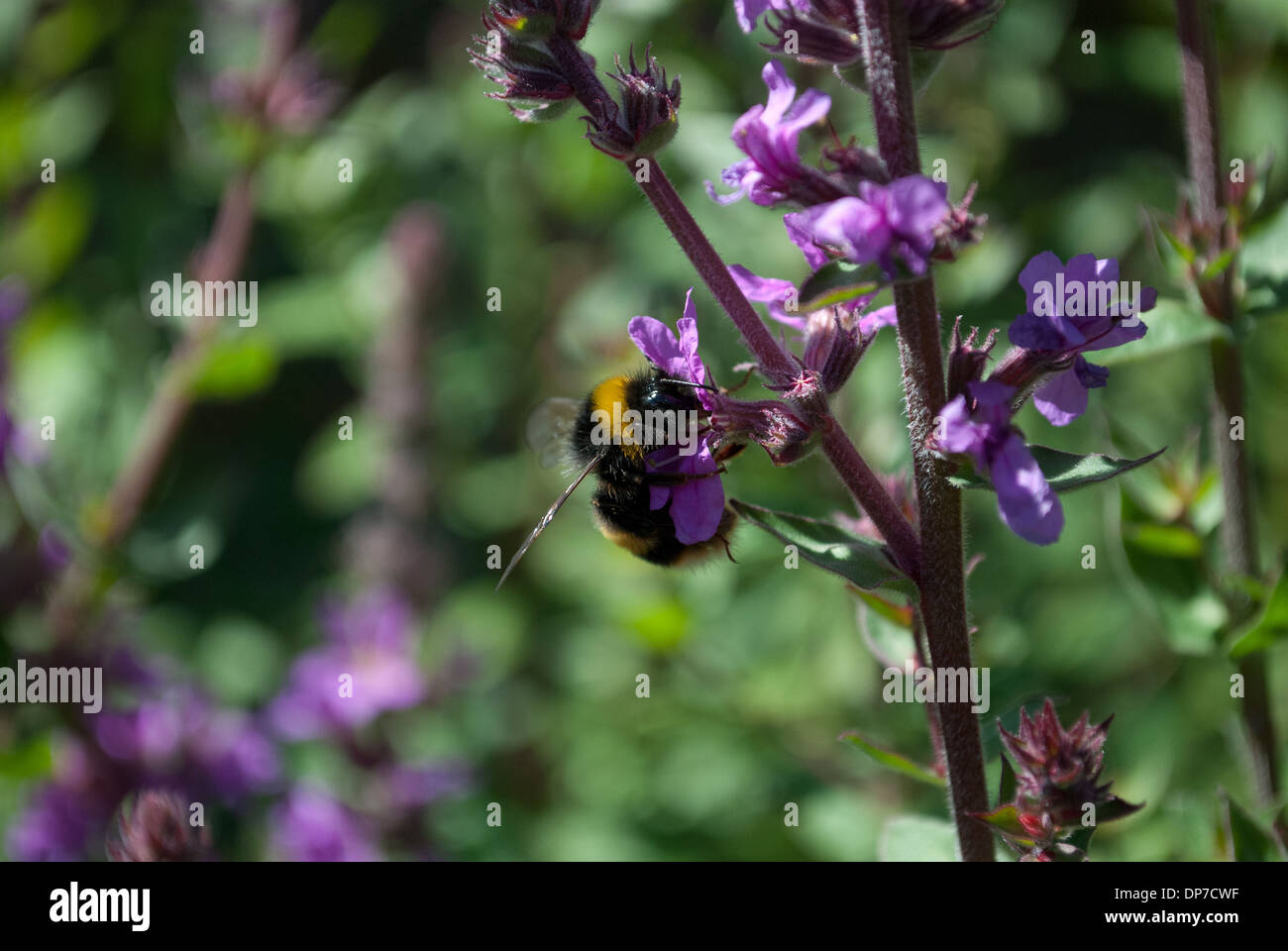 Purple loosestrife bee hi-res stock photography and images - Alamy